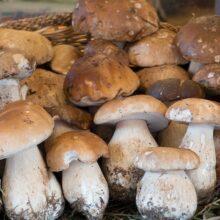 Kam na houby? Unikátní mapa ukazuje, kde právě rostou – faei.cz